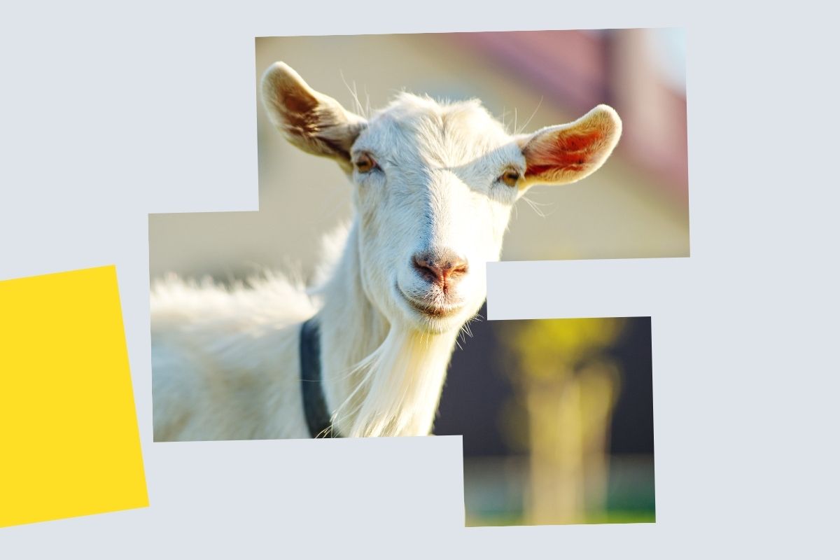 Colostrum kozie – jakie wybrać? Nasze TOP 3